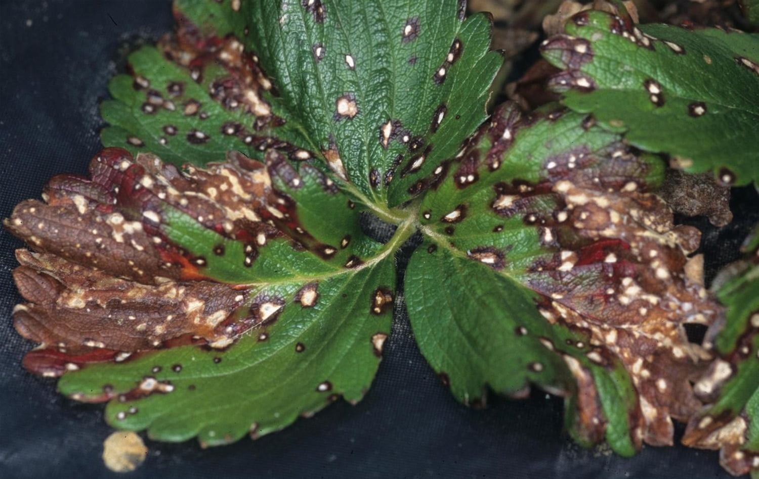 Enfermedades De Las Plantas De Fresa: Manchas En Las Hojas Fitoplasmas