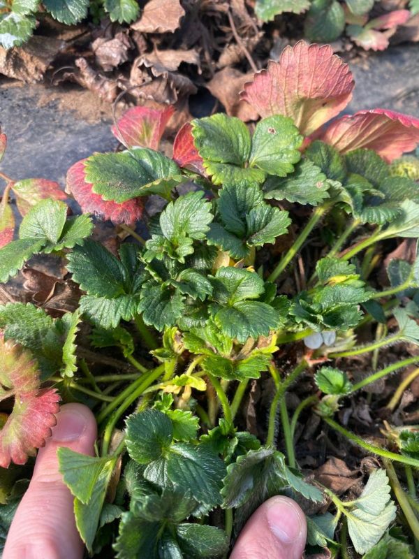 Aphelenchoides fragariae: El Nemátodo que Amenaza la Frutilla en ...