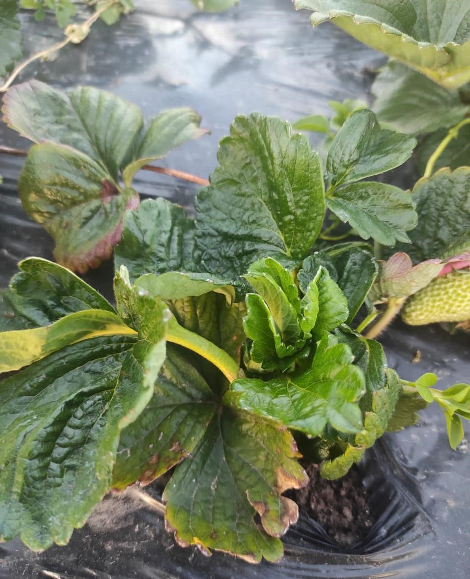 Aphelenchoides fragariae: El Nemátodo que Amenaza la Frutilla en ...
