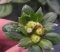 Aphelenchoides fragariae: El Nemátodo que Amenaza la Frutilla en ...