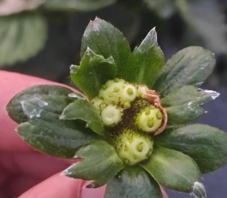 Aphelenchoides fragariae: El Nemátodo que Amenaza la Frutilla en ...