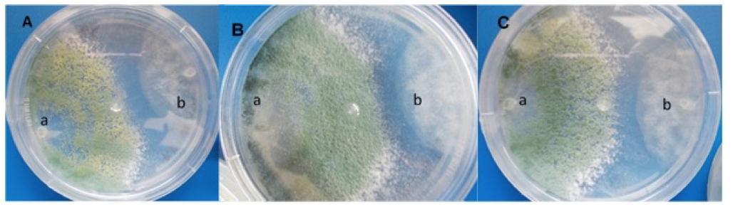 Trichoderma en frutilla guía de beneficios 2025