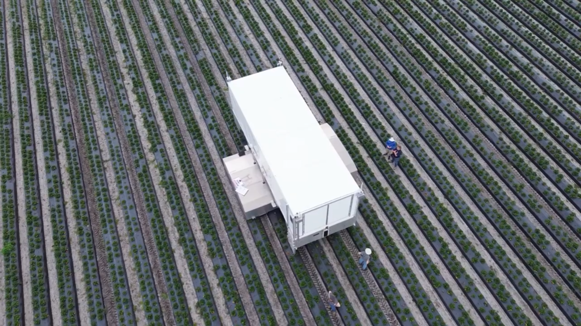 Harvest Croo B8: Cosecha Automatizada de Frutillas 2025