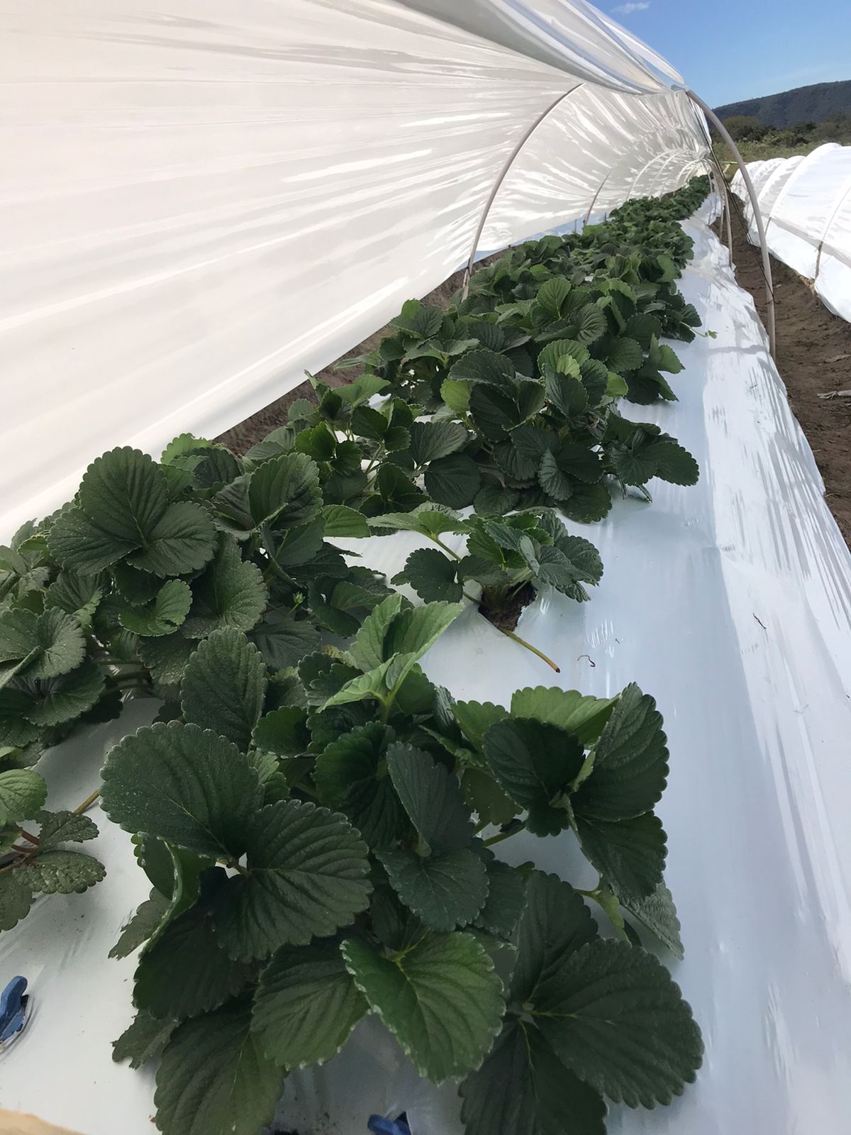 Heladas en Frutilla: Guía Completa de Daños y Estrategias de Control