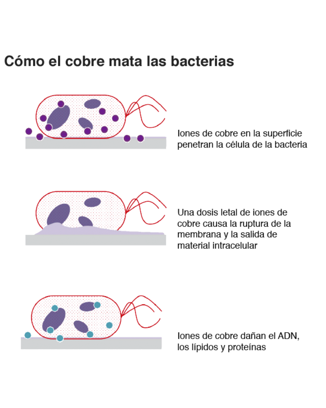 Mancha Angular de la Frutilla (Xanthomonas fragariae): Guía De ...