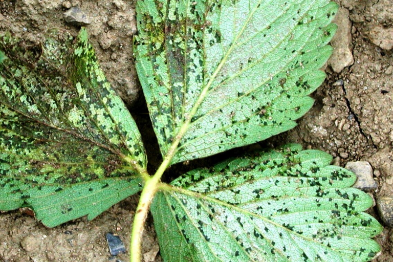 Mancha Angular de la Frutilla (Xanthomonas fragariae): Guía De ...