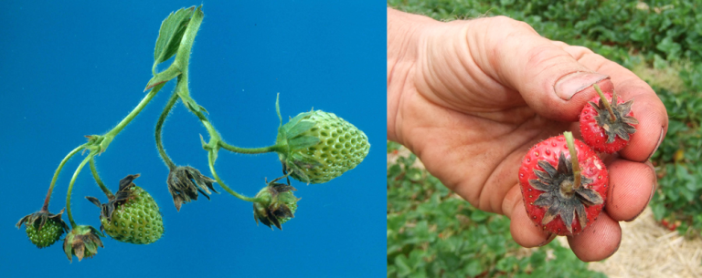 Mancha Angular de la Frutilla (Xanthomonas fragariae): Guía De ...