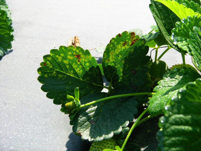 Mancha Angular de la Frutilla (Xanthomonas fragariae): Guía De ...