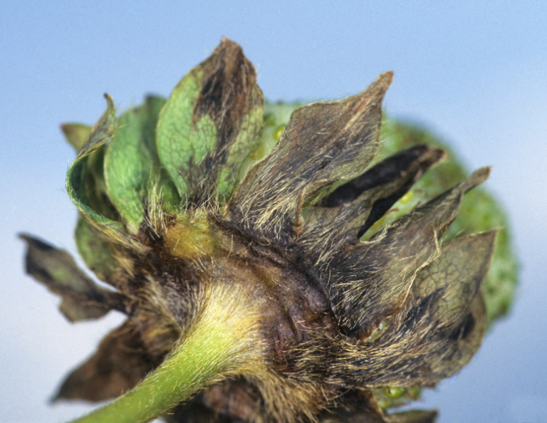 Mancha Angular de la Frutilla (Xanthomonas fragariae): Guía De ...