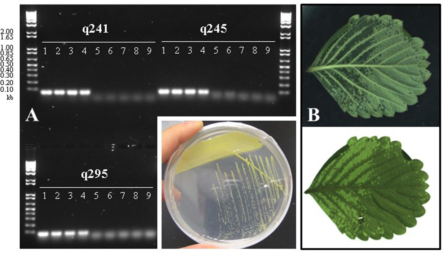 Mancha Angular de la Frutilla (Xanthomonas fragariae): Guía De ...