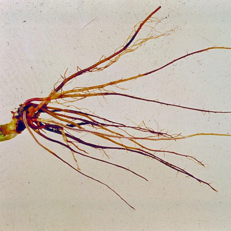 Phytophthora en Frutilla: Guía completa de Identificación y Control 2025