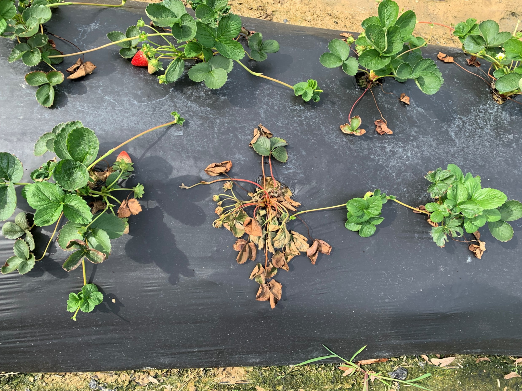 Phytophthora en Frutilla: Guía completa de Identificación y Control 2025