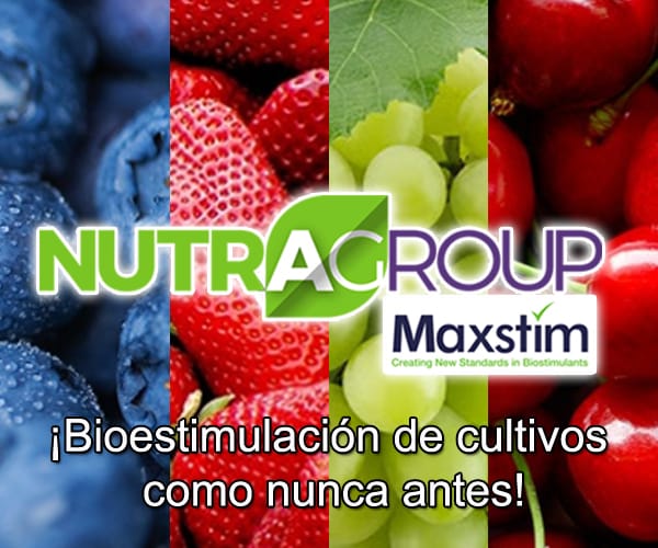 Fragaria x ananassa: El origen de la frutilla/fresa que hoy cultivamos ...