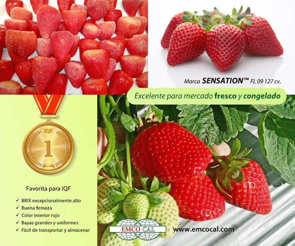 Las nuevas variedades de frutillas/fresas de la Universidad de Florida