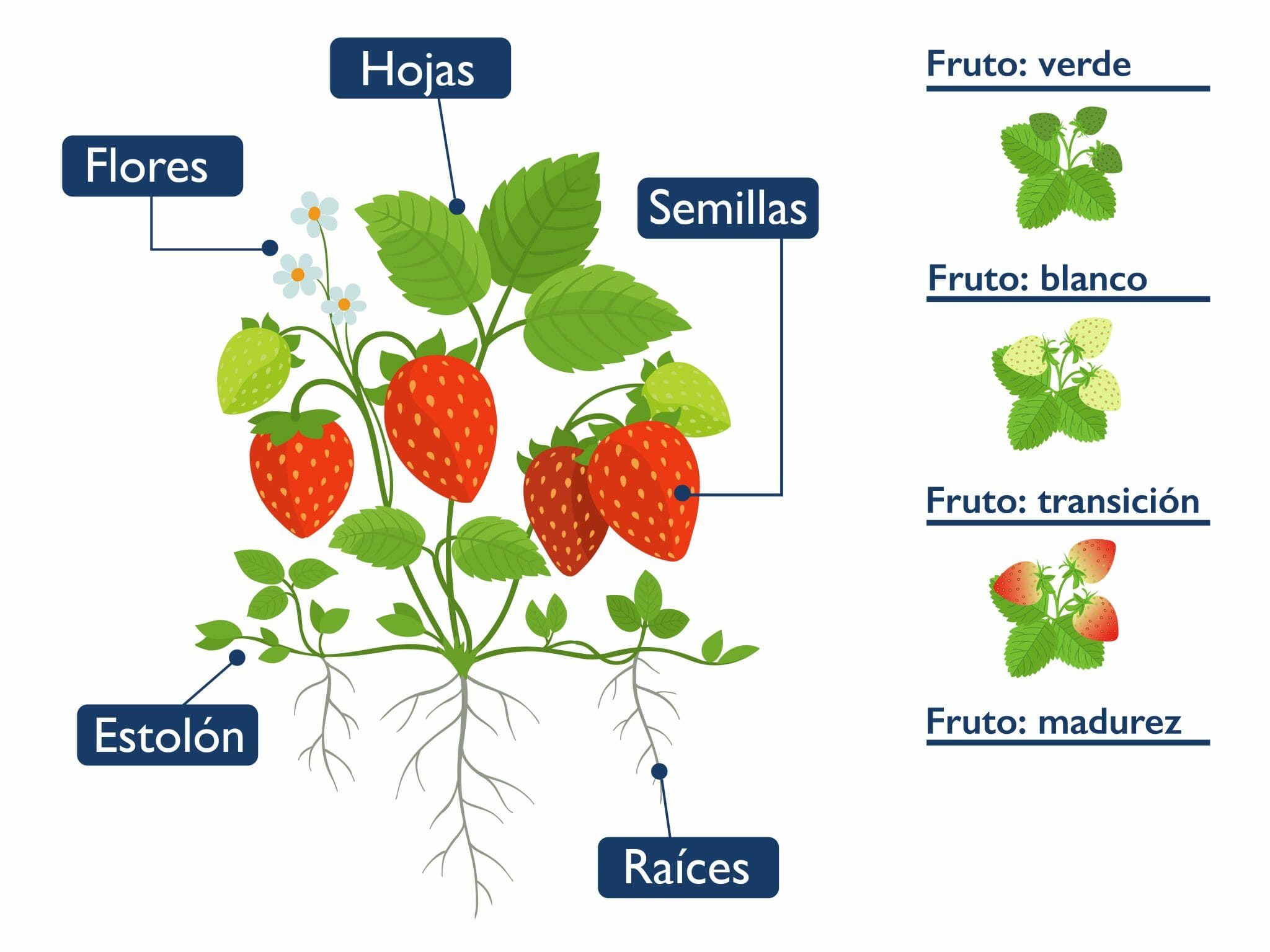 Balance hormonal en frutilla/fresa y 3 estrategias Stoller para ...
